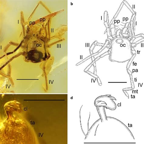 Baltonychia Obscura Gen Et Sp Nov Holotype Mba4453 A Dorsal