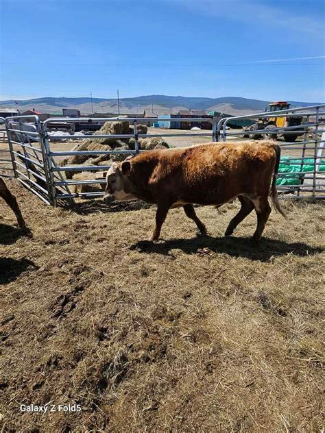 Мал аж ахуйн тоног Мал аж ахуйн тоног төхөөрөмж худалдаа