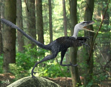Bambiraptor Pictures And Facts The Dinosaur Database