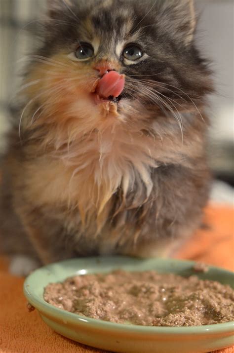 The Itty Bitty Kitty Committee An Adorable Mess