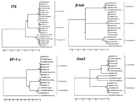 Phylogenetic Analysis Of Phytophthora Species On Citrus Using Rdna Download Scientific Diagram