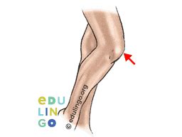 Leg In Spanish • Writing And Pronunciation With Pictures