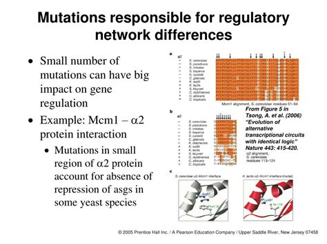 Ppt Mating In Yeast Powerpoint Presentation Free Download Id708568