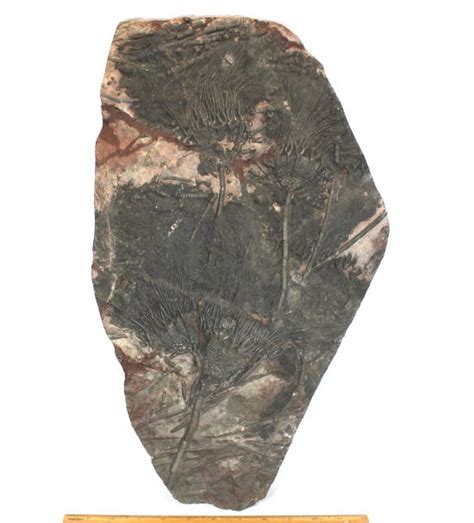 Gal100 Crinoid Fossil Plaque The Rock Shed