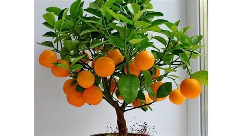 Гибридные Мини Деревья Домашние Фрукты Отзывы Youtube