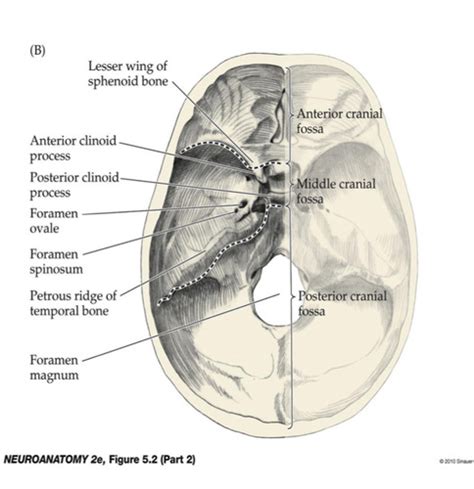 brain and environments flashcards quizlet
