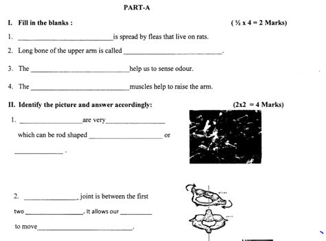 Cbse Class 5 Science Question Paper Set J