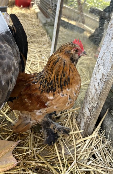 Spongebob Rspca Adopt A Pet