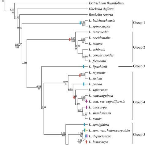 Bayesian Tree Derived From Combined Matrix Of Its Cpdna