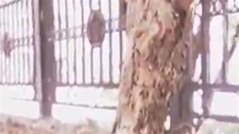 密恐犯了！韩国首都圈一带 爱情虫”爆发，密密麻麻遍布道路和树干，仿佛恐怖电影凤凰网视频凤凰网