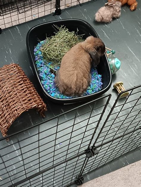 Just How Many Uses Does A Litterbox Have — The Daily Bunny