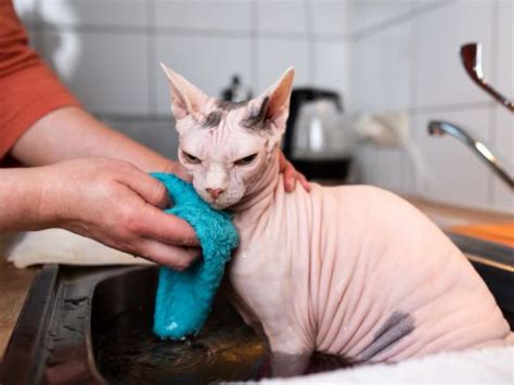 Creative Hairless Cat Names That Ll Make Your Pet Shine