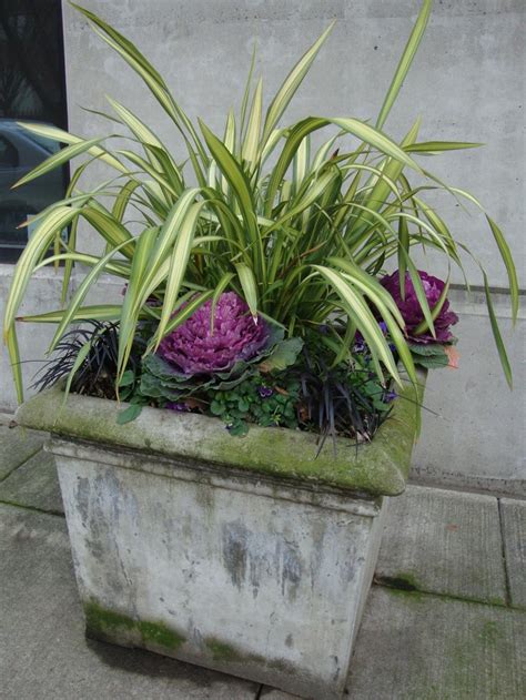 97 Curated Ornamental Cabbage Planter Ideas By Atmmama Gardens Kale