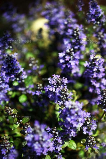 山野草ジュウニヒトエの花 10189008776 の写真素材イラスト素材アマナイメージズ