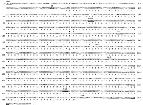 Nucleotide Sequence Of The 1 944 Bp Dna Fragment Containing The R Download Scientific Diagram