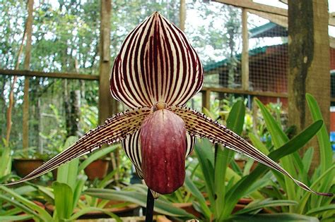 ¿cuál Es La Flor Más Costosa Del Mundo