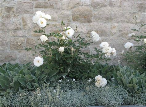 Consejos Para Plantar Rosas Pisos Al Día