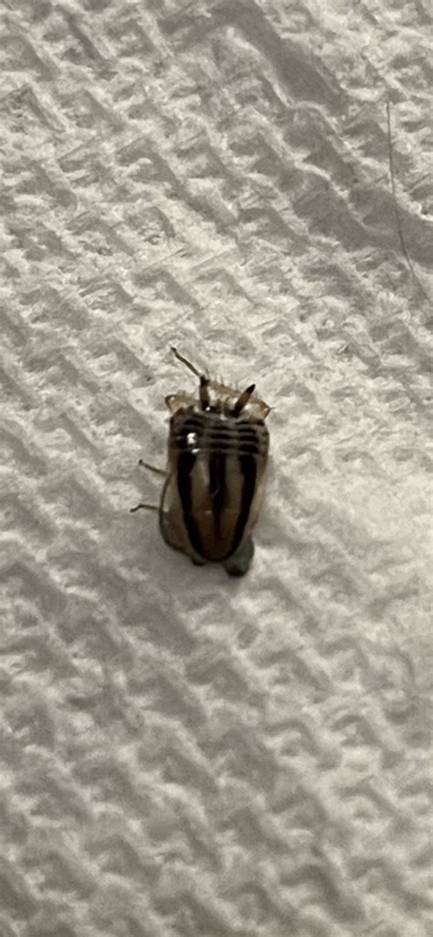 What Is This Exterminator Said It Was A Bed Bug But Was Confused Legs
