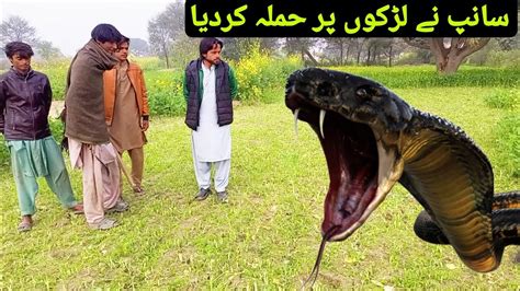 سانپ نے لڑکوں پر حملہ کردیا،جوگی نے آ کر خطرناک سانپ کو پکڑ لیا،جانی