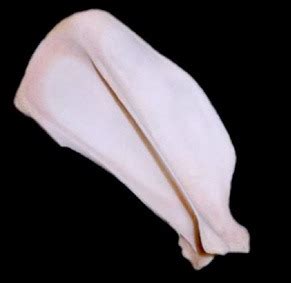Anatomy Lab Flashcards Quizlet
