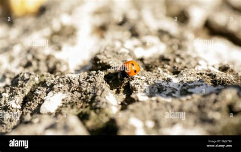 Ladybug Sitting On A Flower Leaf Warm Spring Day On A Leaf Insect