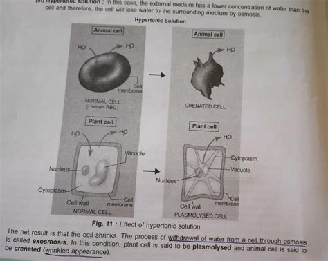 A Cell Placed In Hypertonic Solution Will Related Introduction To Cells Class 9 Biology