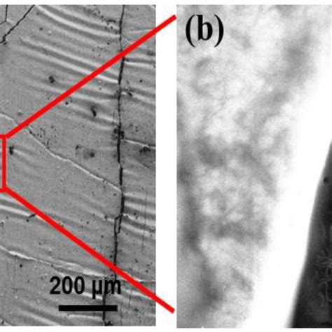 Sem Morphologies Of The Ag Cnts Pdms Composite Film Surface A Download Scientific Diagram