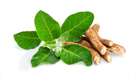 The Effects Of Ashwagandha On Academic Performance Announced By The