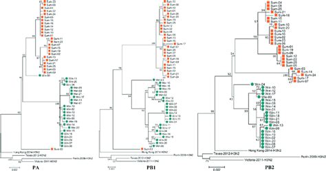 Phylogenetic Analysis Of The Pa Pb1 And Pb2 Segments Circulating