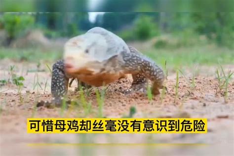 巨蜥闯鸡窝捕杀小鸡，母鸡奋起反击，不速之客到来形势逆转！母鸡小鸡鸡窝