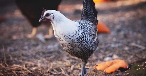 About Fayoumi Chickens Backyard Egyptian Birds