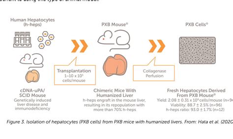 The Value Of Liver Humanized Mouse Models In Preclinical Drug Development