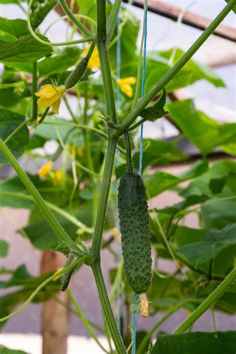 Plant Cucumber With Yellow Flowers Juicy Fresh Cucumber Close Up Macro