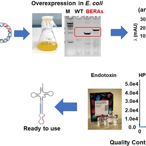 Streamlined Workflow For Fermentation Production Of Biologic Rnai Agent Download Scientific