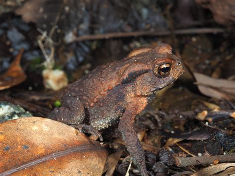 Asiatic Toad From 中國桂林市資源縣貓兒山 邮政编码 541404 On July 16 2018 At 11 13 Am