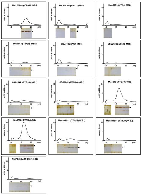 Size Exclusion Chromatography Of Affinity Purified Proteins The