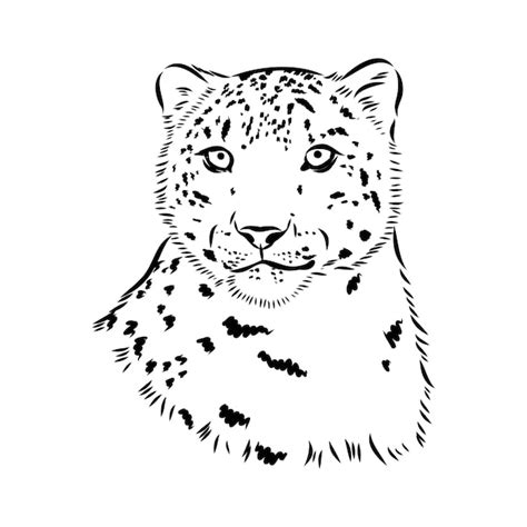 Esboço de doodle desenhado à mão de leopardo da neve em ilustração