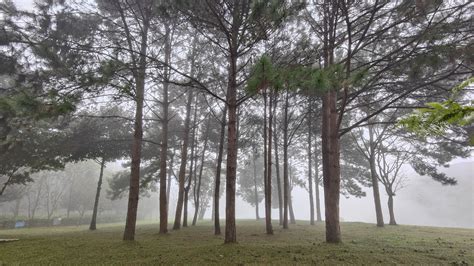 ม่านหมอกหลังฝนสวยงามบนโครงการพระราชดำริฯ ภูหินร่องกล้า กลั่นพริกขี้หนู