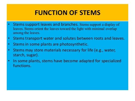 Stem Characteristics Functions And Modifications