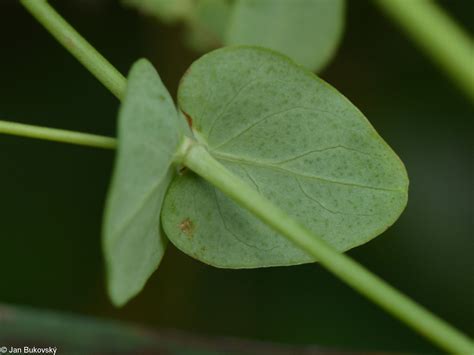 Hypericum Pulchrum Třezalka Pěkná • Pladias Databáze české Flóry A