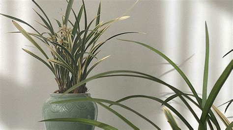 Class101 식물의 싱그러움을 일상으로 내 방에서 시작하는 식물 생활 『홈 가드닝 클래스』