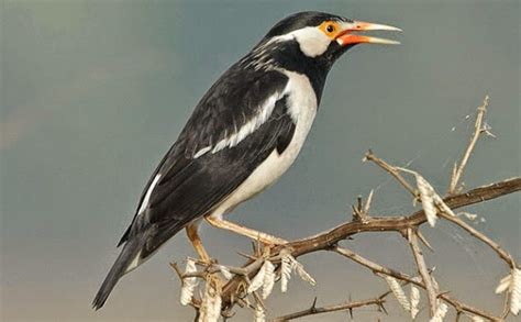 Tips Perawatan Jalak Suren Agar Cepat Gacor Segala Burung Ocean Kicau Merpati Bagus