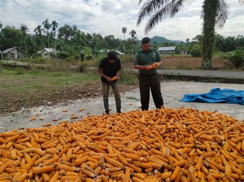 LIPUTAN GAMPONG NEWS Stok Jagung Di Abdya Stabil Babinsa Pastikan