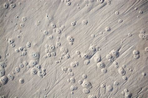 Premium Photo Patterns On Freshly Poured Concrete Surface