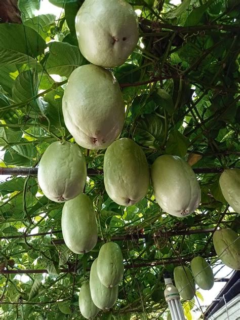 Cây Giống Dưa Gang Tây Qkh Garden