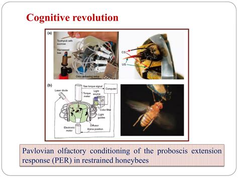 Coevolution Of Plant And Insects Pdf