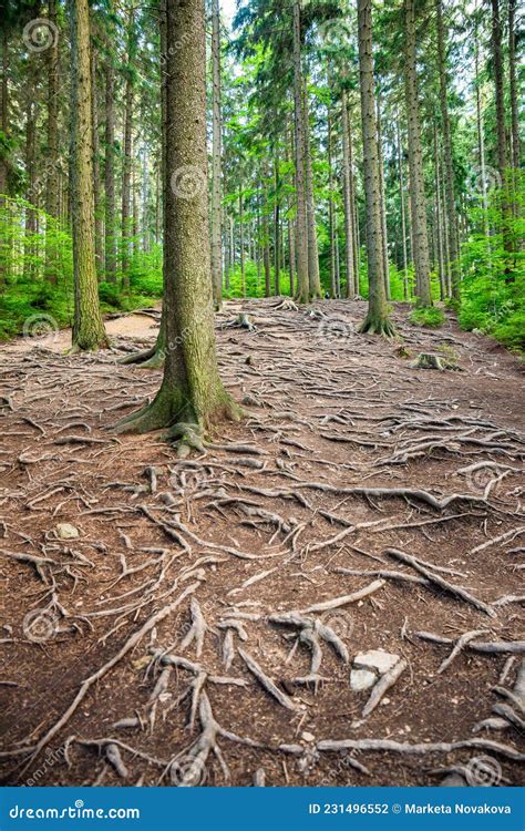 Radici Nude Di Alberi Nel Parco Con Laghi Colorati Kolorowe Jeziorka In