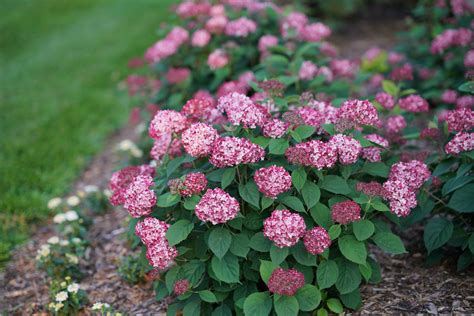 Invincibelle® Ruby Smooth Hydrangea Hydrangea Arborescens Proven