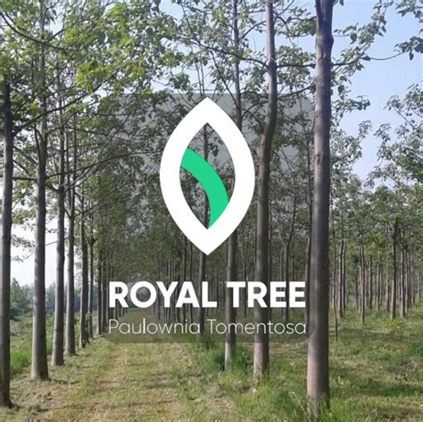 Paulownia Royal Tree პავლონია სამეფო ხე 💼 ეძებთ მომგებიან ინვესტიციას ჩვენი პავლოვნიას