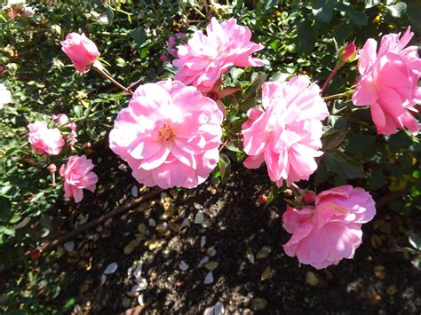 Han Ganado Los Malos El Remanso De Los Jardines De Cecilio Rodríguez
